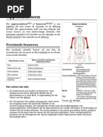 Processus Styloideus Ulnae - Wikipedia | PDF