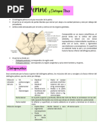 Musculos Del Perine | PDF | Sistema musculoesquelético | Anatomía humana