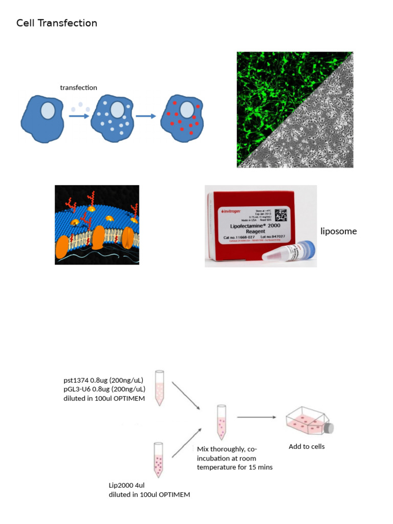 Lab Lessons Day3 | PDF