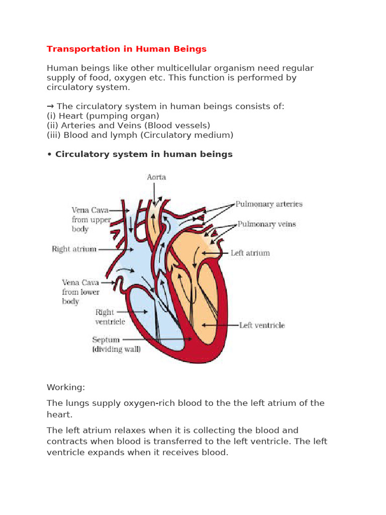 Resource 20250505132828 Class X Transport (Notes) | PDF | Circulatory ...