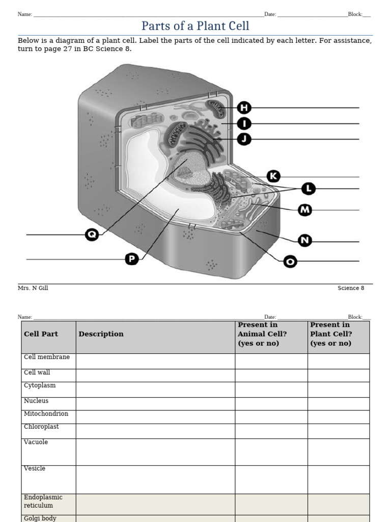 Plant Cell and Animal Cell Comparison Worksheet | PDF