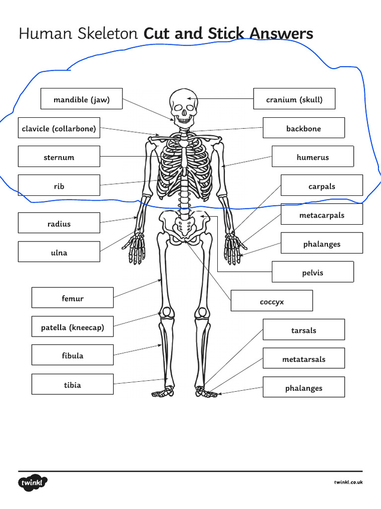 Human Skeleton - Answers - Black and White | PDF