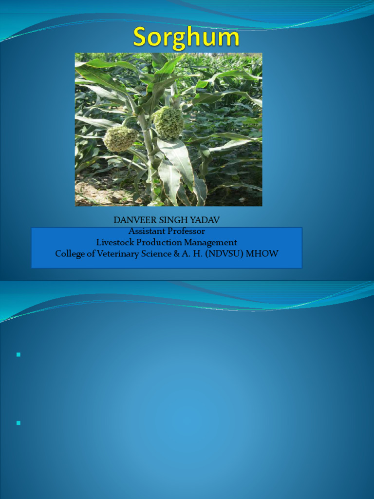 Sorghum Cultivation Practices Overview | PDF