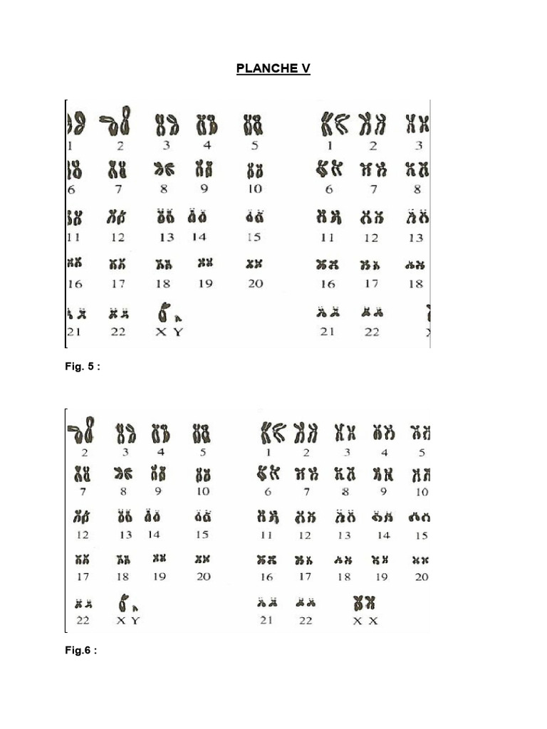 Planche Caryotype | PDF