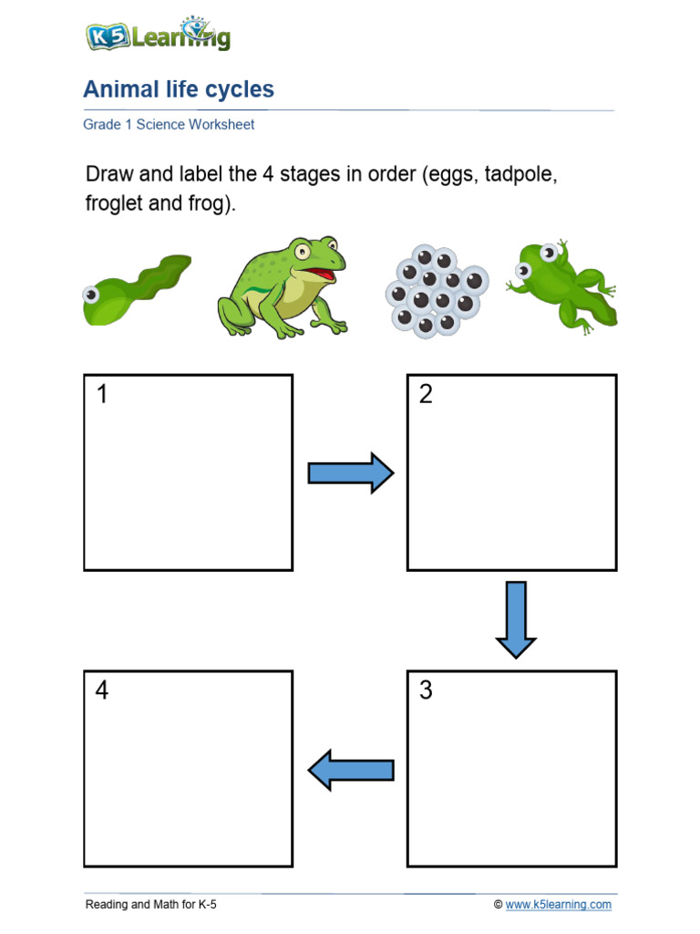 Grade 1 Animal Life Cycle B | PDF
