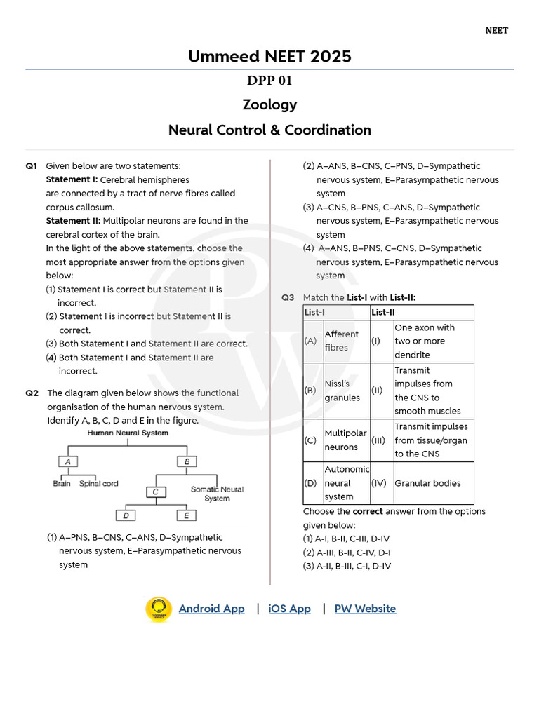 Neural Control and Coordination - DPP 01 - Ummeed NEET 2025 | PDF | Axon | Action Potential