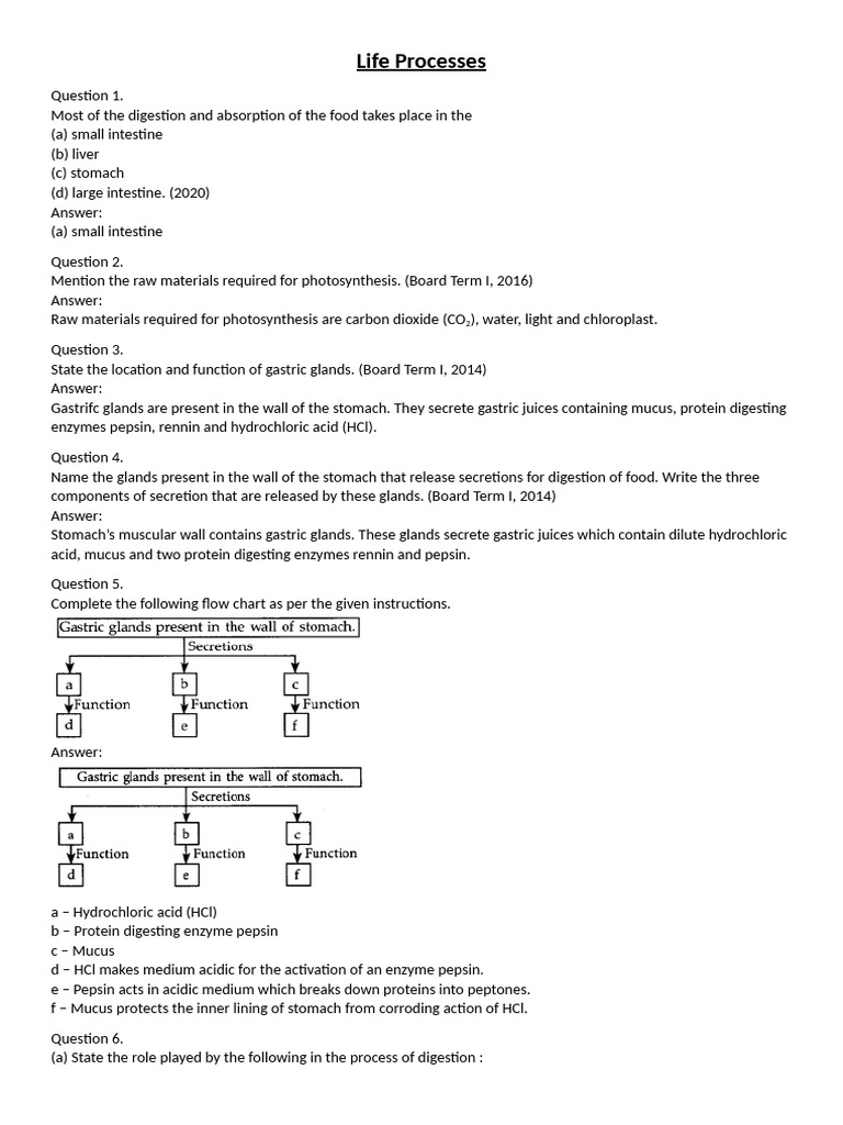 Life Processes Class 10 | PDF | Circulatory System | Kidney
