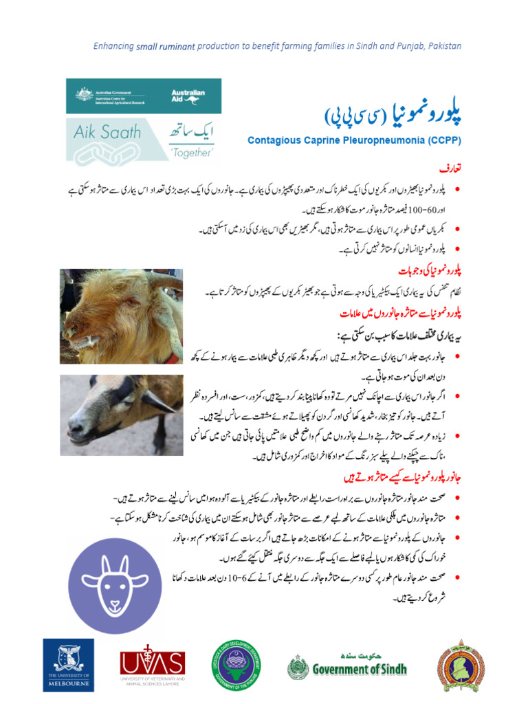 Contagious Caprine Pleuropneumonia (CCPP) Urdu Factsheet | PDF