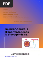 Esquema Proceso Gametogénesis Detallado | PDF | Mitosis | Sistema reproductivo