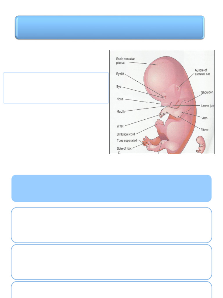 Week 4 Embryonic Development Overview | PDF | Anatomy | Morphology ...