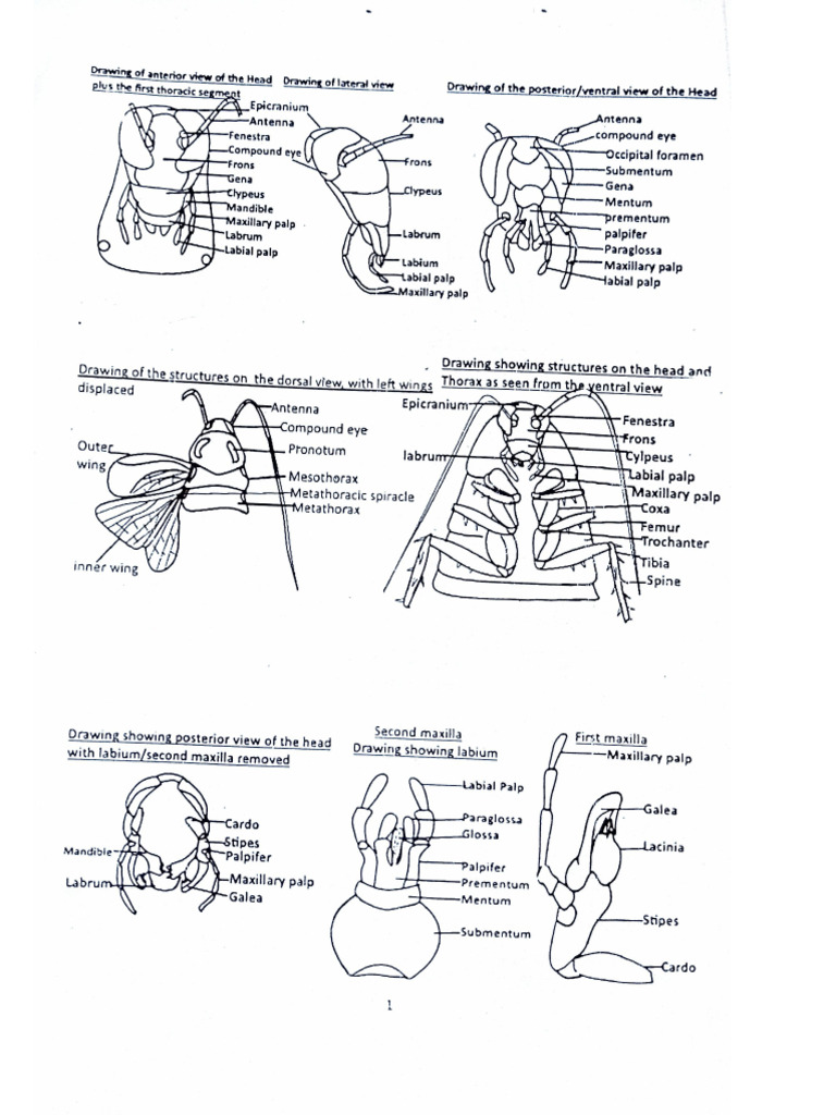 A Level Biology Practical Biscuit | PDF
