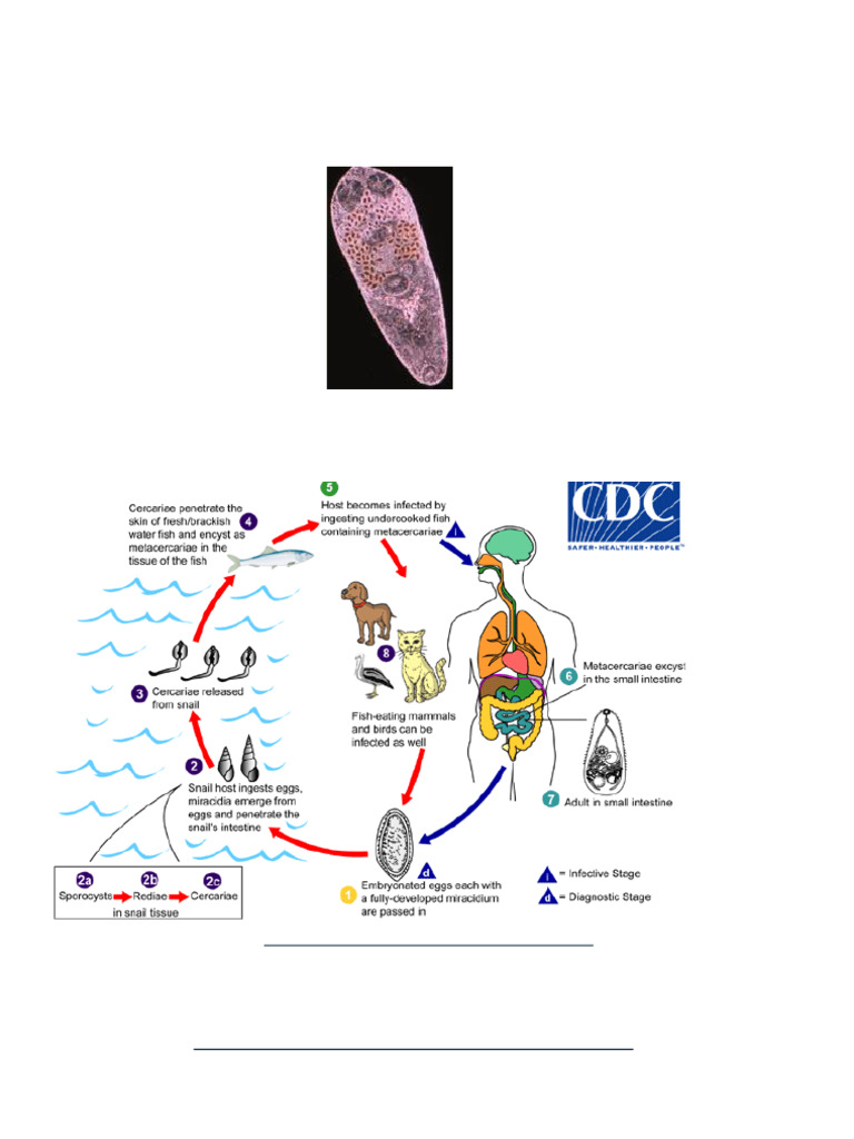 Heterophyes Heterophyes | PDF