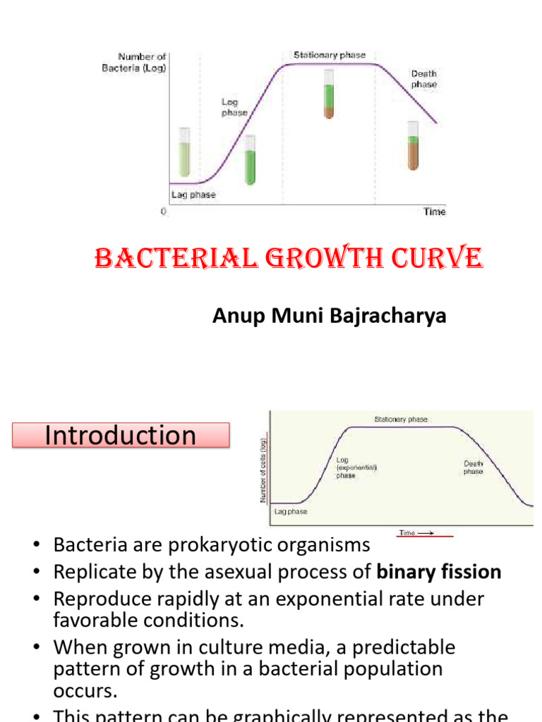 Bacterial Growth Curve Phases Explained | PDF | Bacteria | Biology