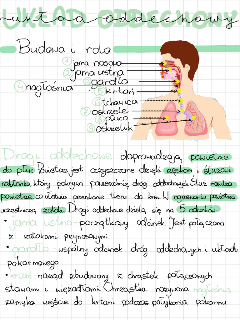 Biologia-Konkurs - Układ Oddechowy | PDF