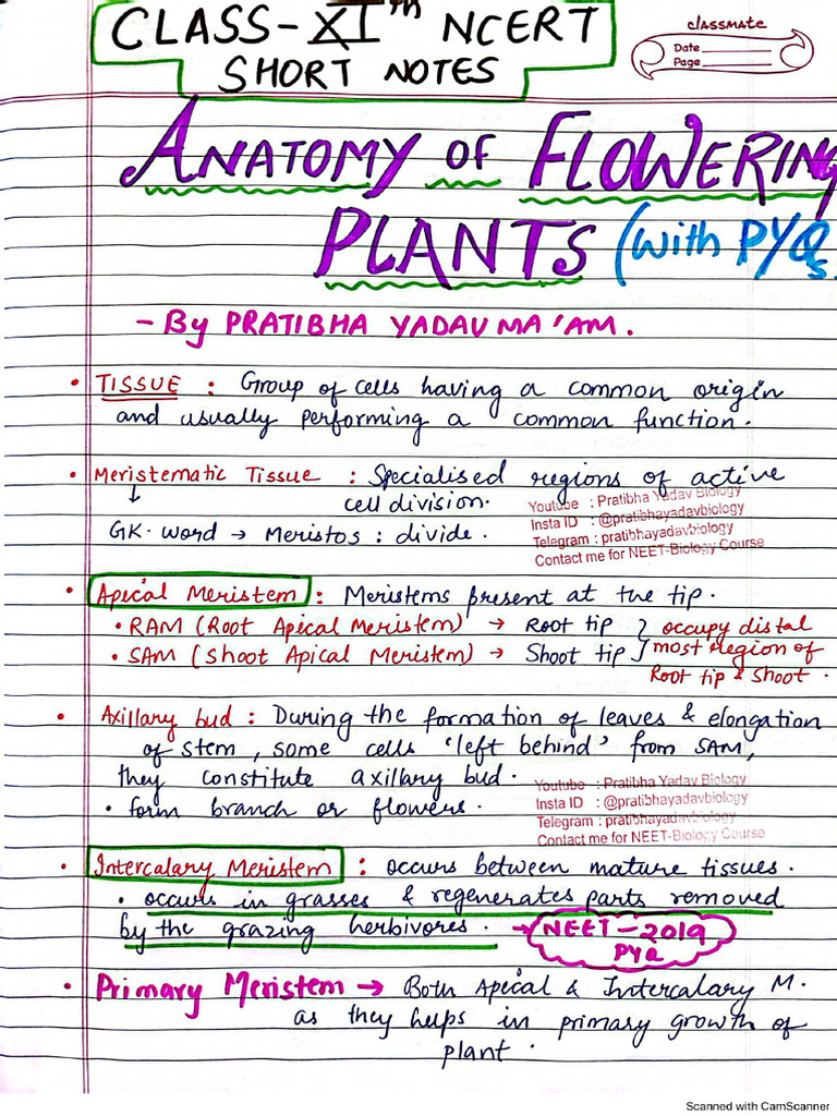 XI CH 6 Anatomy of Flowering Plants - PY Mam NCERT Short Notes ...