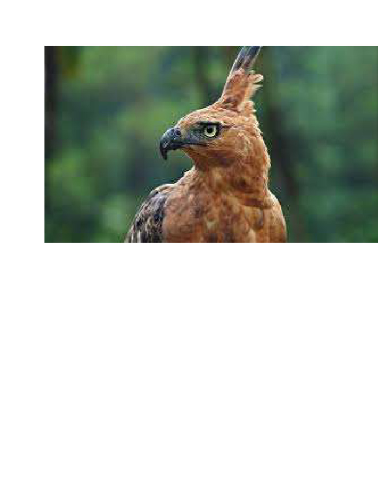 ELANG | PDF