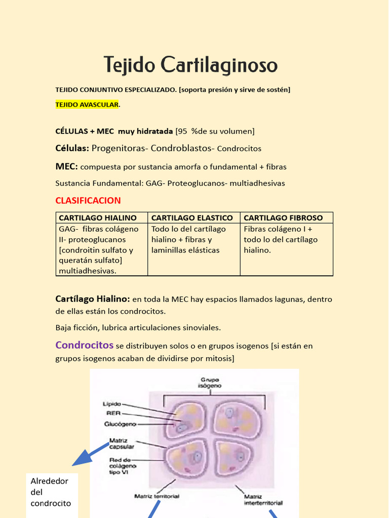 TEJIDO CARTILAGINOSO | PDF