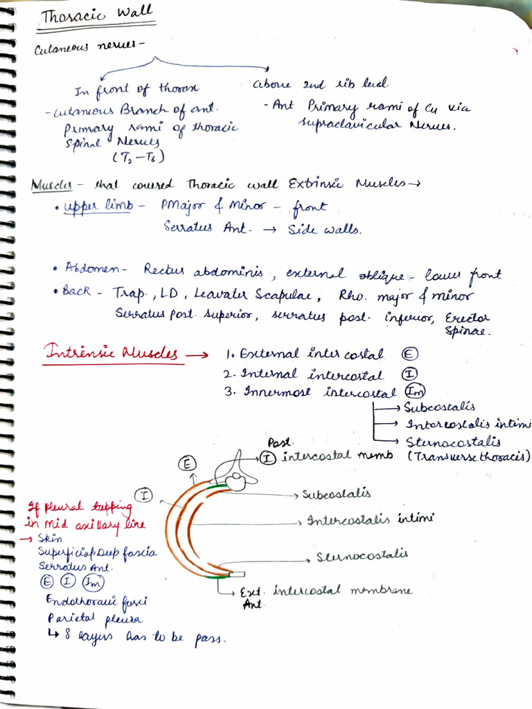 Thorax Tr Pdf