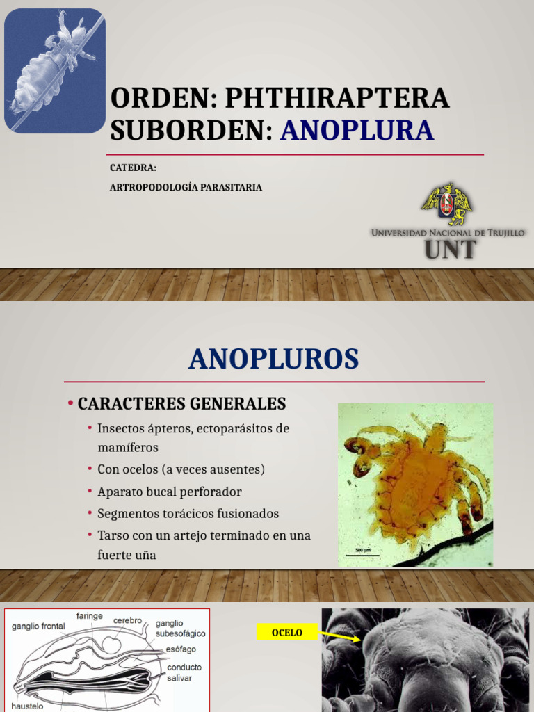 Morfología de Piojos Anoplura | PDF | Zoología | Insectos