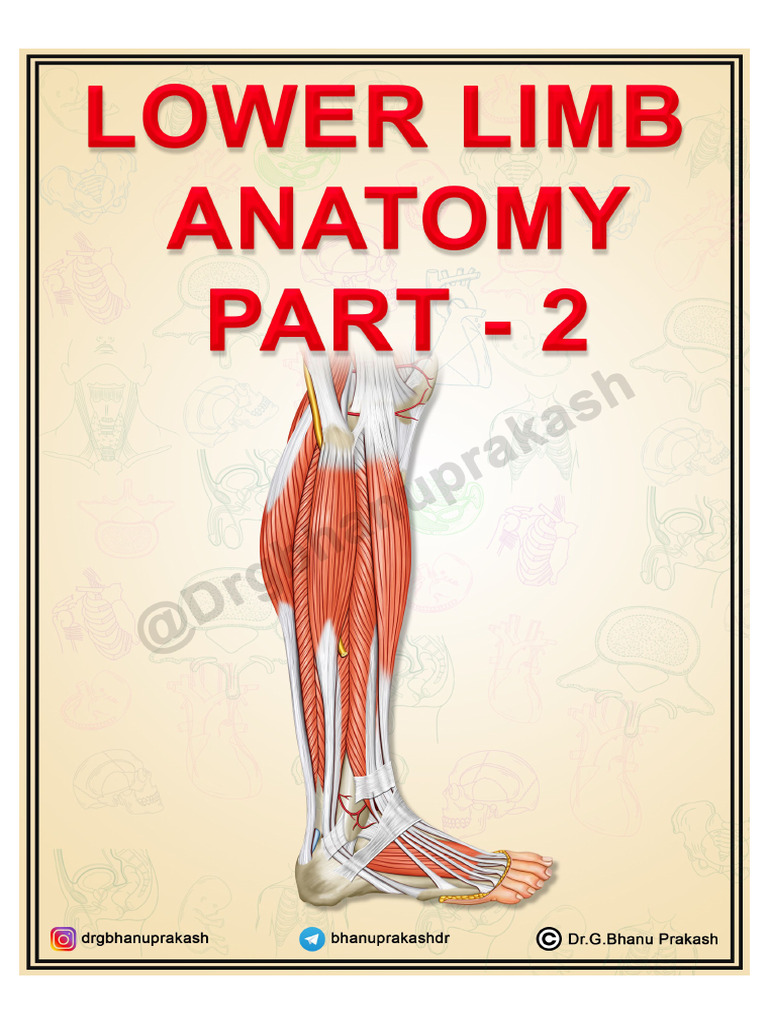 Lowerlimb Anatomy Part-2 | PDF