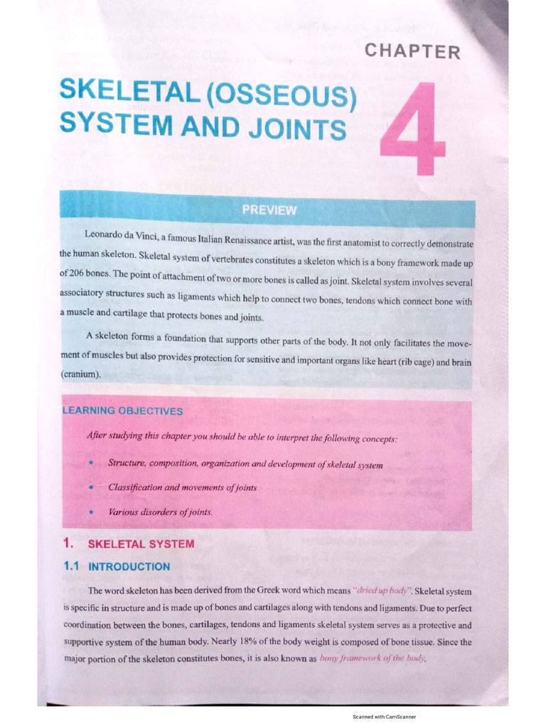 Skeletal System and Joints | PDF