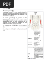 Processus Styloideus Ulnae - Wikipedia | PDF