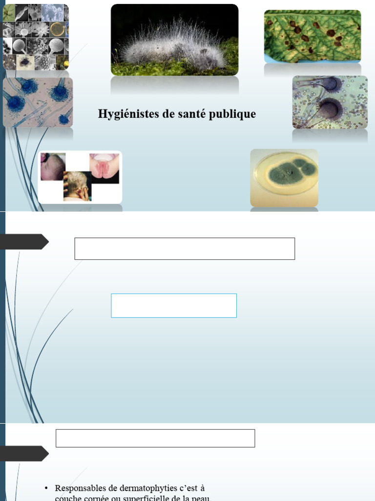 Champignons filamenteux en mycologie | PDF | Mycologie | Champignons