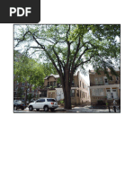ISA Basic Tree Risk Assessment Form | PDF | Wood | Trees