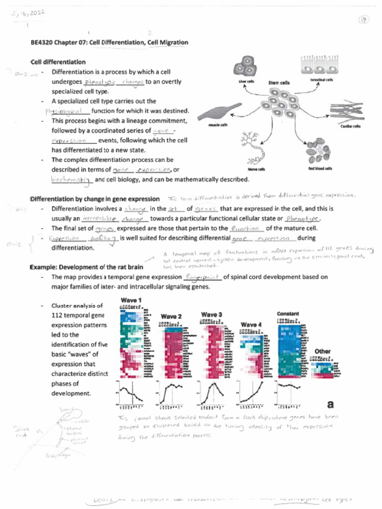 BE5230 - Ch7-Cell Differentiation & Migration-Worksheet | PDF