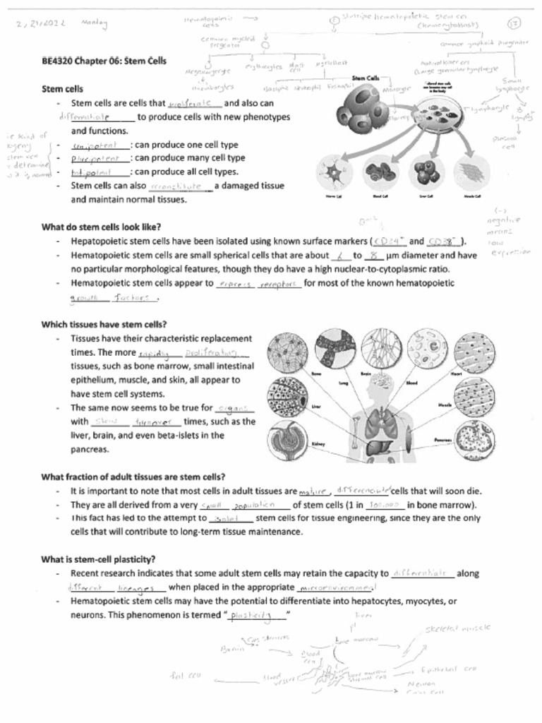 BE5230 - Ch6-Stem Cells-Worksheet | PDF