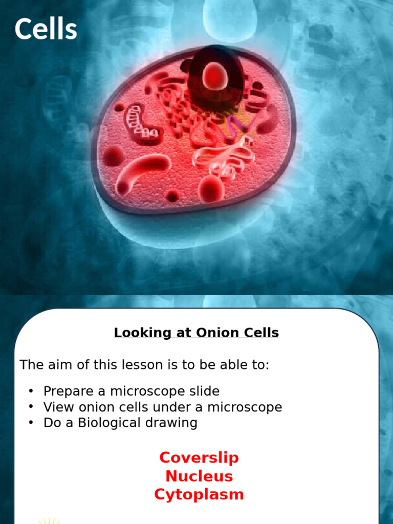 Drawing Onion Cells Under Microscope | PDF