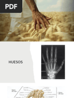 Anatomía de la Mano: Región Palmar y Dorsal | PDF | Mano | Anatomía humana