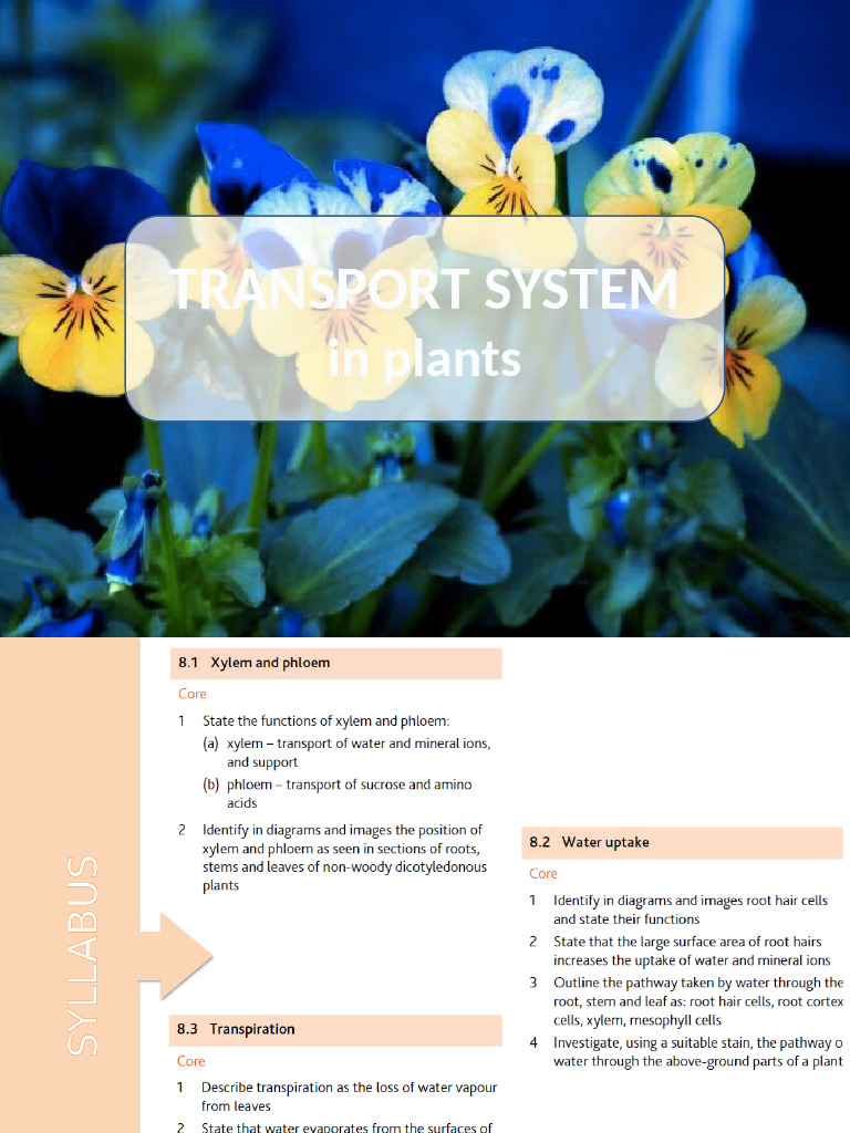 U8. 1 - Plant Structure and Transpiration (Theory) | PDF | Stoma ...