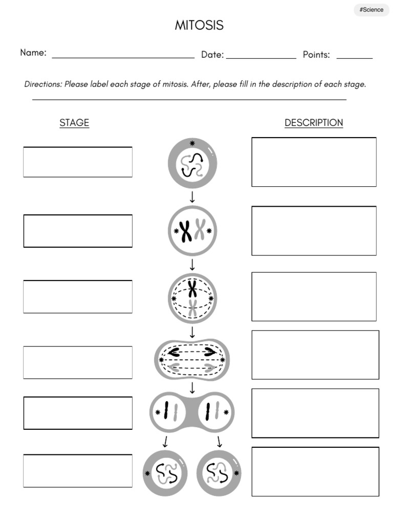 Toddle Ea9e51f7 24d7 4680 Ab22 A59ff693375a MitosisWorksheet 1 | PDF