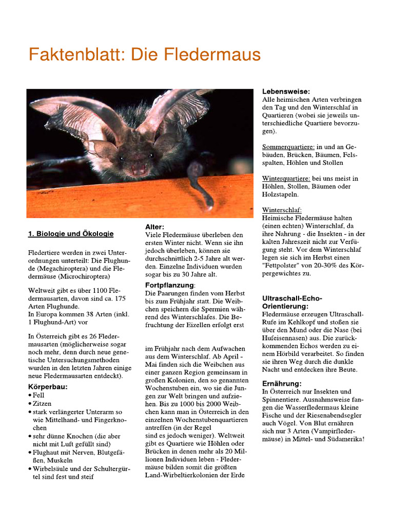 Faktenblatt Die Fledermaus | PDF