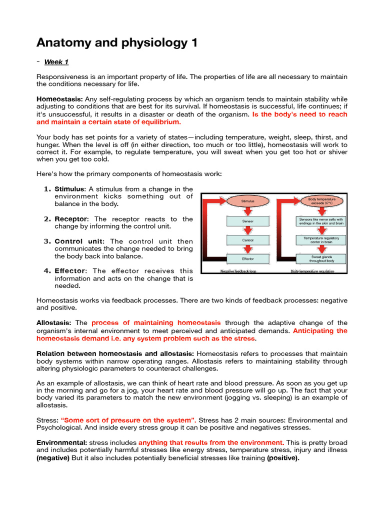 Notes Anatomy and Physiology | PDF | Nervous System | Acetylcholine