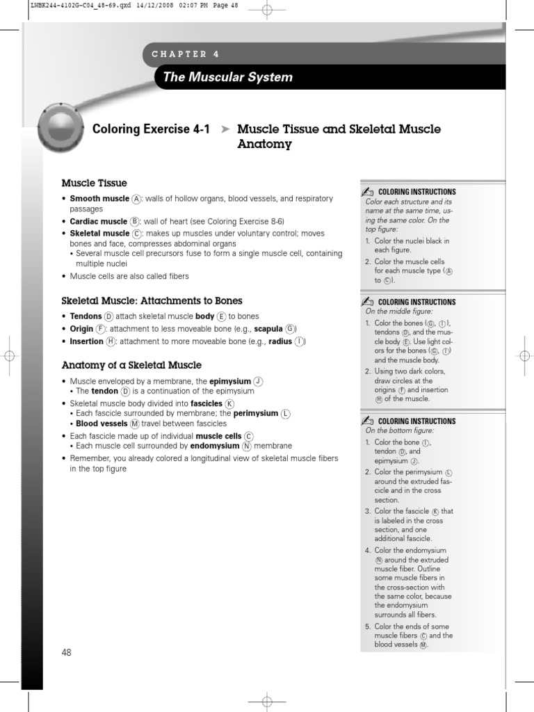 Muscular System Coloring Pages | PDF | Skeletal Muscle | Abdomen