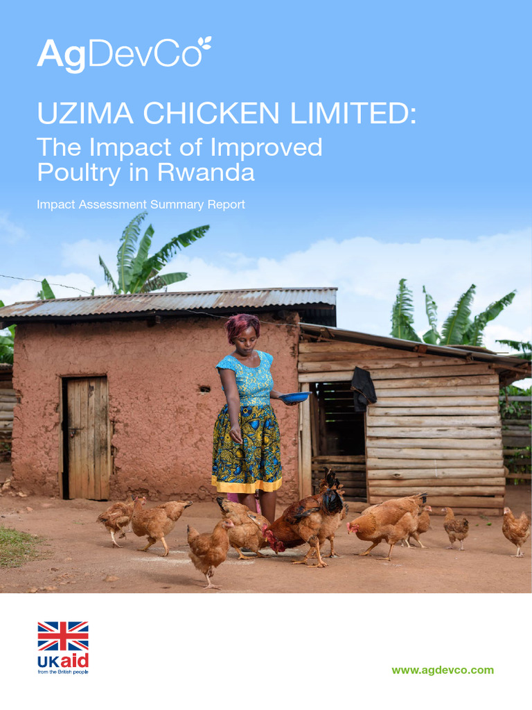 Uzima Chicken's Impact in Rwanda | PDF | Poultry | Chicken