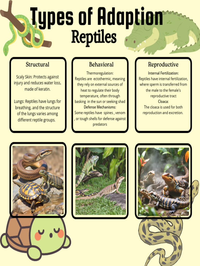 Types of Adaption | PDF