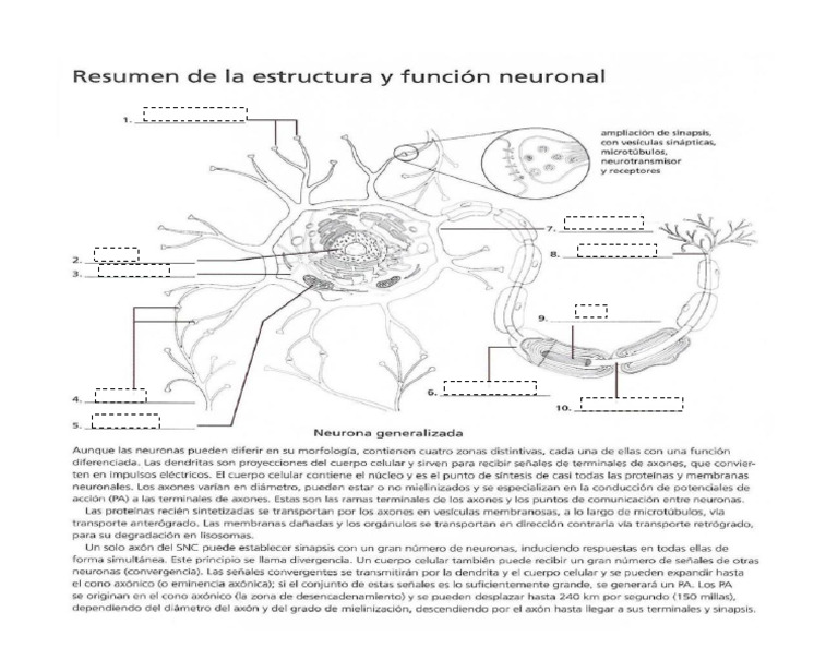 Estructura y Funcion Neuronal | PDF