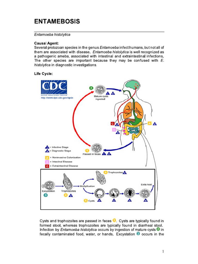 02. Entamebiosis, Amebiosis, Amebas vida libre | PDF