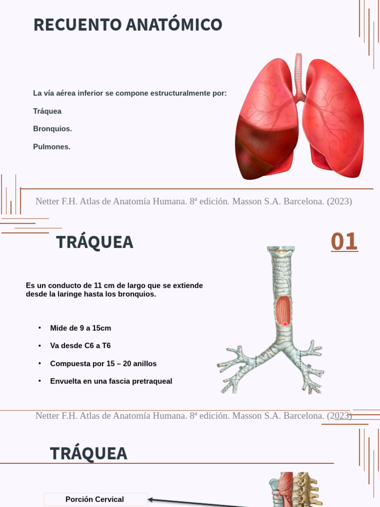 Anatomia de Via Aerea Inferior | PDF | Pulmón | Anatomía