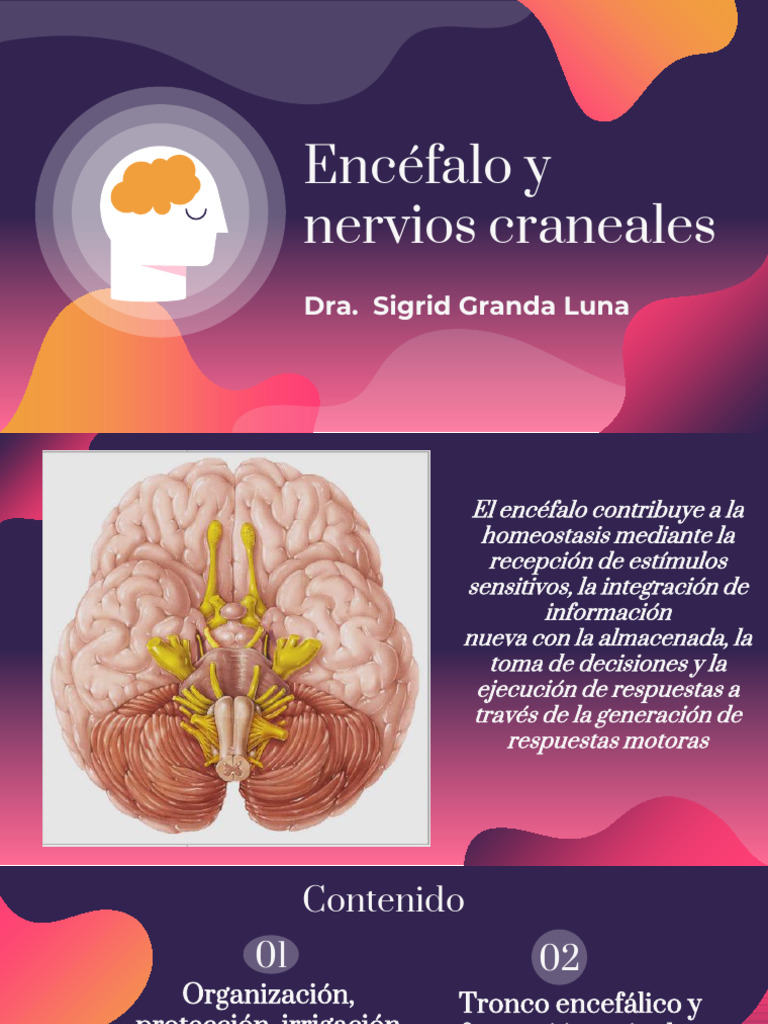 Encefalo y Nervios Craneales | PDF | Fluido cerebroespinal | Hipotálamo