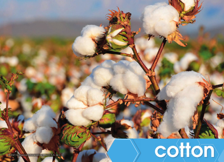 cotton | PDF