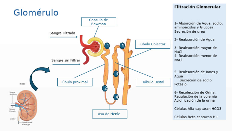 Glomerulo | PDF