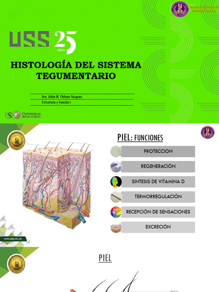 HISTOLOGÍA I UNIDAD 2025-1 | PDF | Piel | Sistema tegumentario