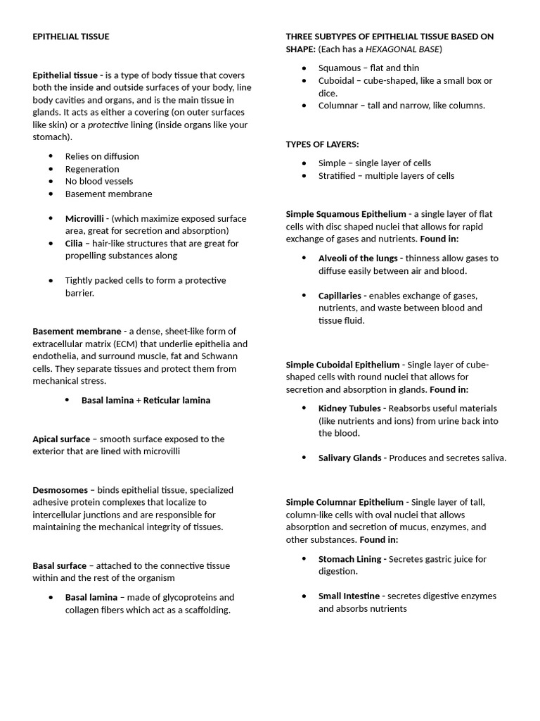 Epithelial Tissue Reviewer | PDF | Epithelium | Animal Anatomy