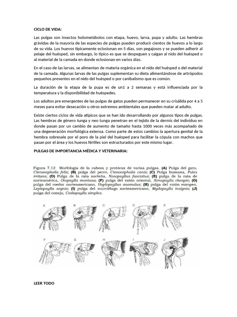 Ciclo de Vida de las Pulgas: Etapas y Características | PDF