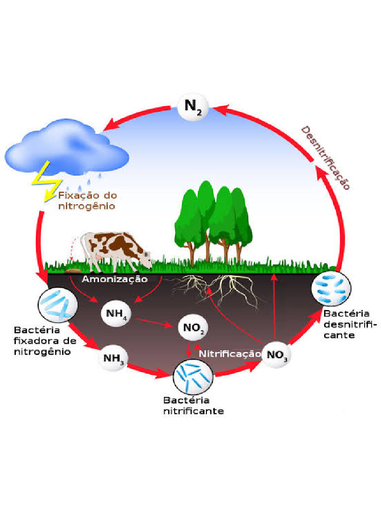 Ciclo Do Nitrogênio 2 | PDF