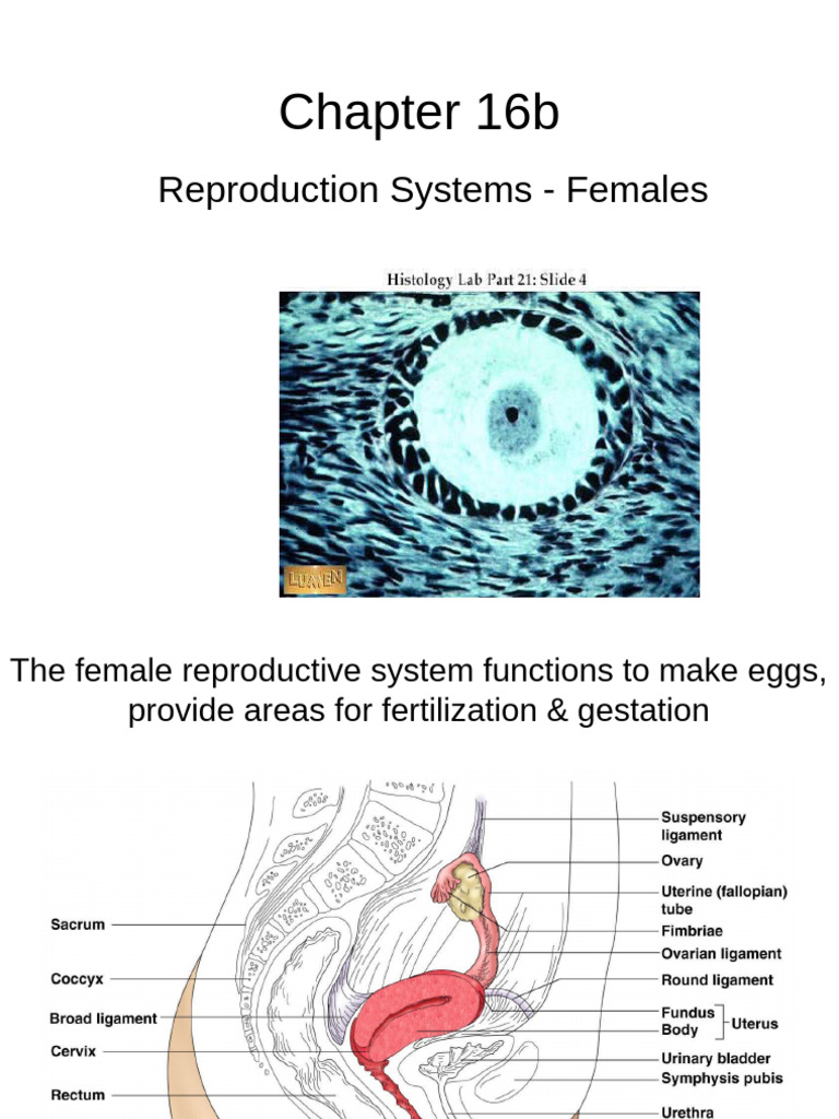 Female Reproductive System Overview | PDF | Menstrual Cycle ...